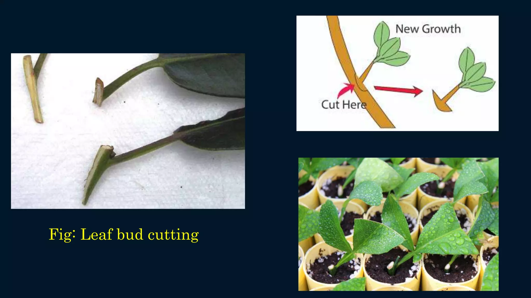 Plantation crops | PPTX