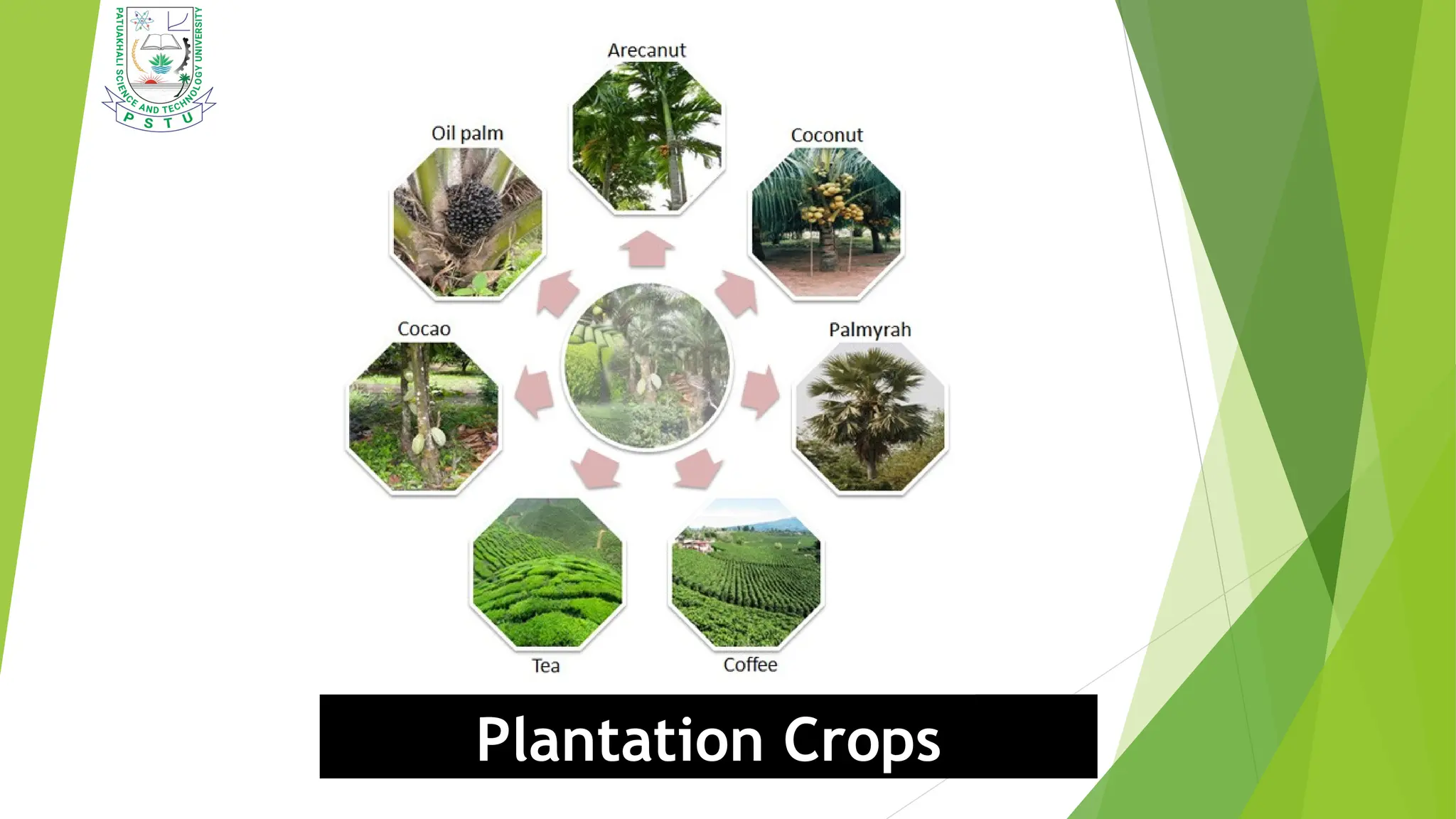 Plantation Crops criteria importance.ppt