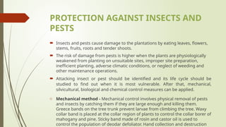 PLANTATION FORESTRY: Strategies for Protection and Post-Establishment ...