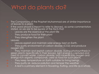 Importance of Plantation in I | PPTX