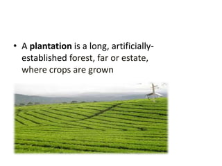 Plantations | PPT