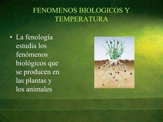 Planta y energia | PPTX
