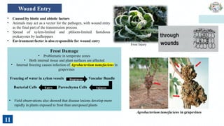 Infection Mechanism and Role of Virulence Factors by Plant Pathogenic ...