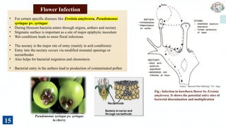 Infection Mechanism and Role of Virulence Factors by Plant Pathogenic ...