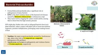 Infection Mechanism and Role of Virulence Factors by Plant Pathogenic ...