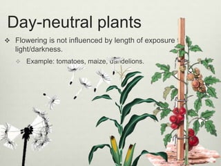 Biology: Plant Behaviour | PPTX