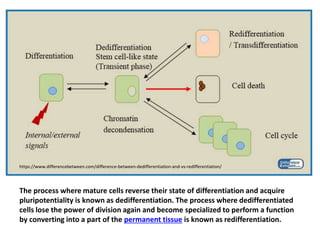 Plant bio 1 introduction to cell tissue culture | PPTX