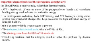 Nitrogen metabolism - plant biochemistry.pptx