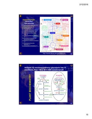 Plant Biochemistry.pdf