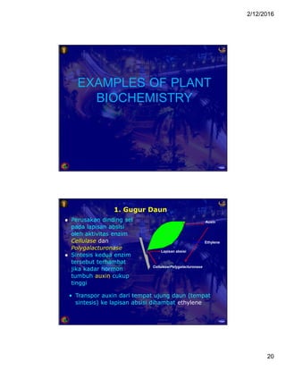 Plant Biochemistry.pdf
