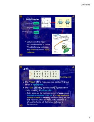 Plant Biochemistry.pdf