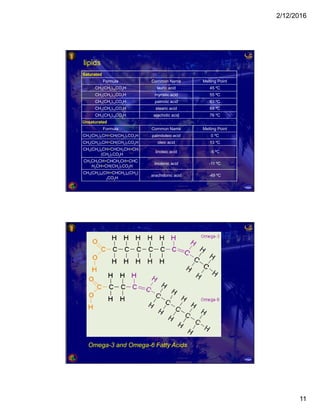 Plant Biochemistry.pdf