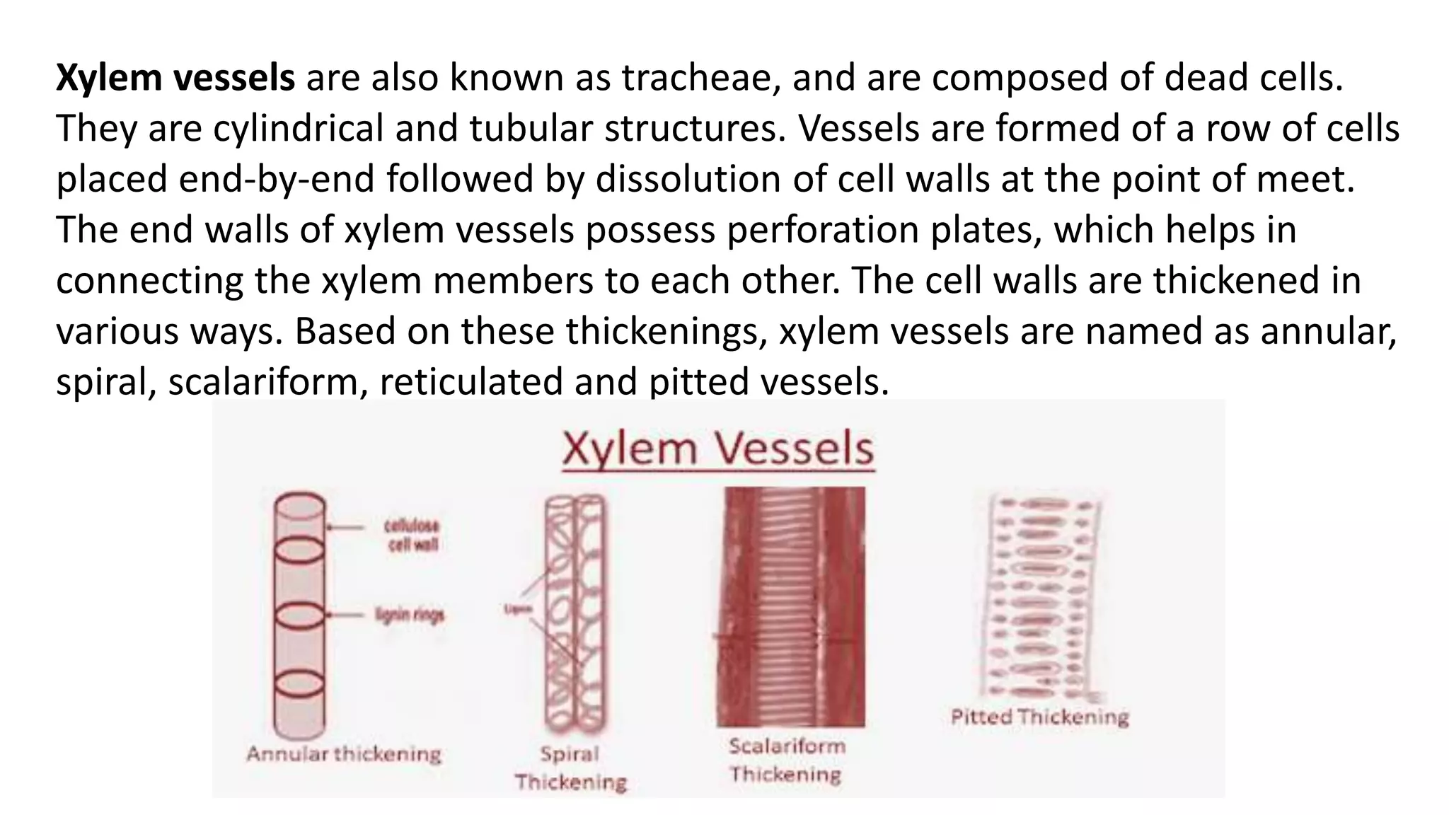 Plant biochemistry: plant tissues | PPTX