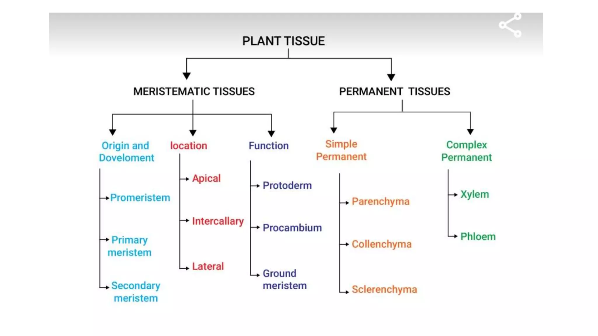 Plant biochemistry: plant tissues | PPTX