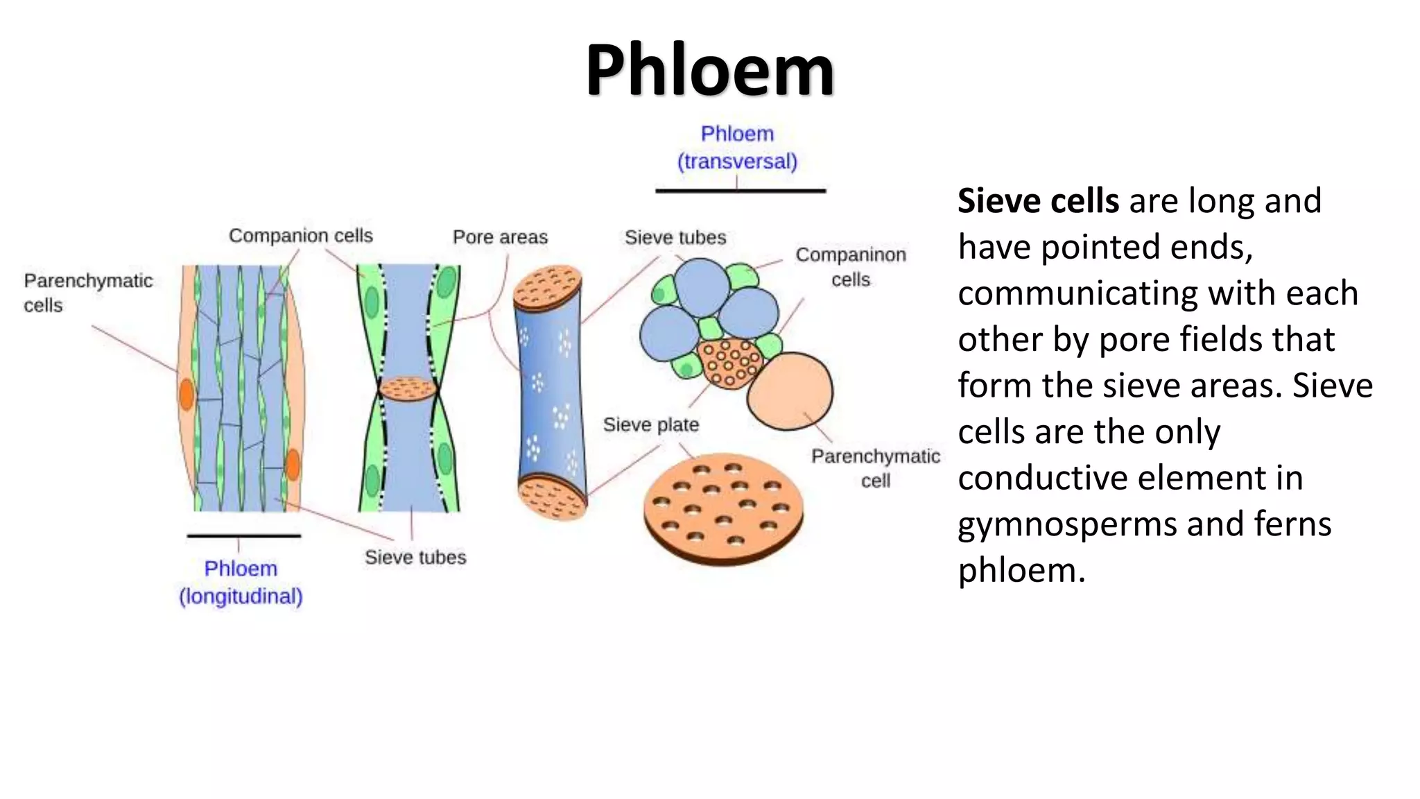 Plant biochemistry: plant tissues | PPTX