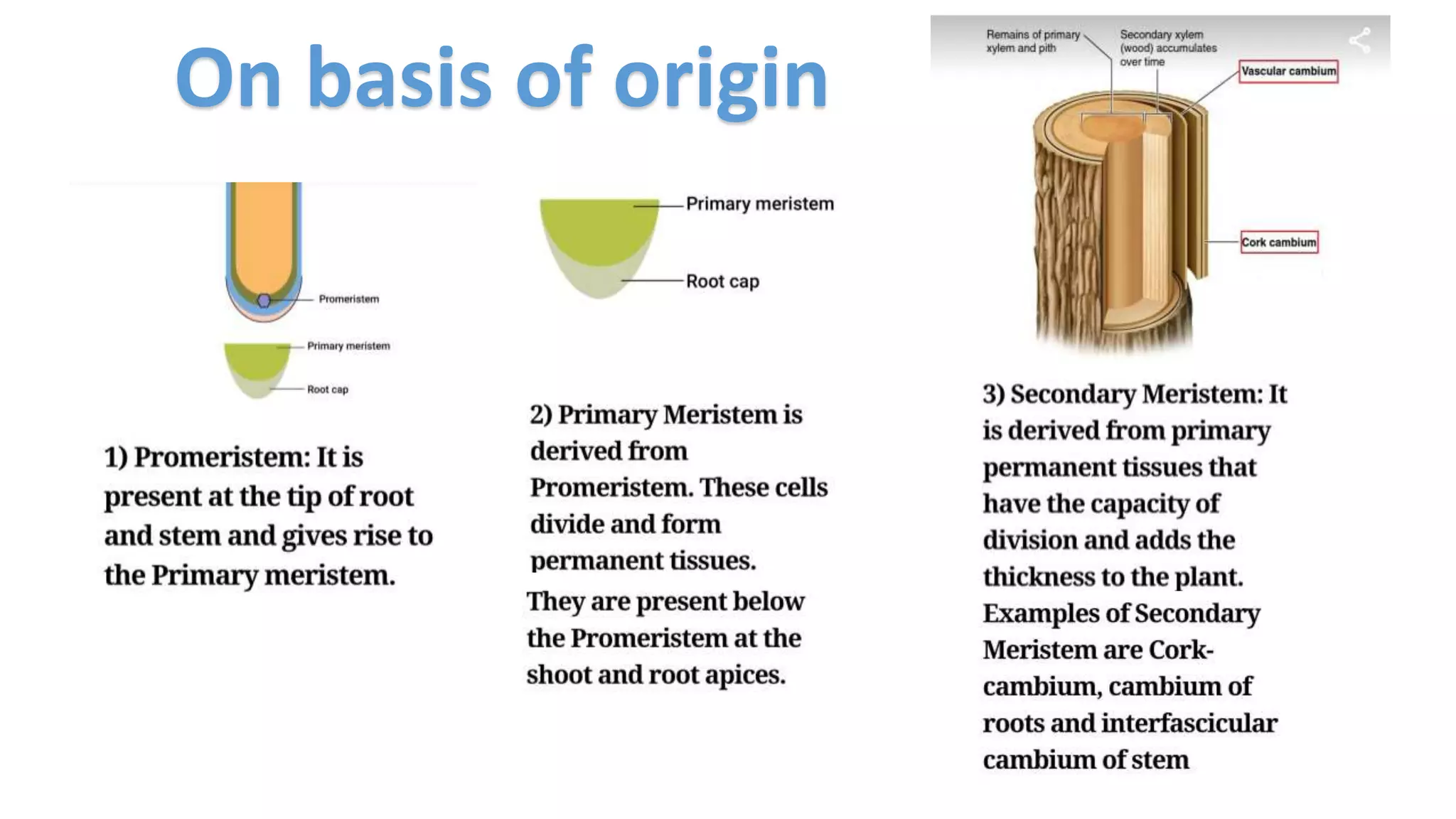 Plant biochemistry: plant tissues | PPTX