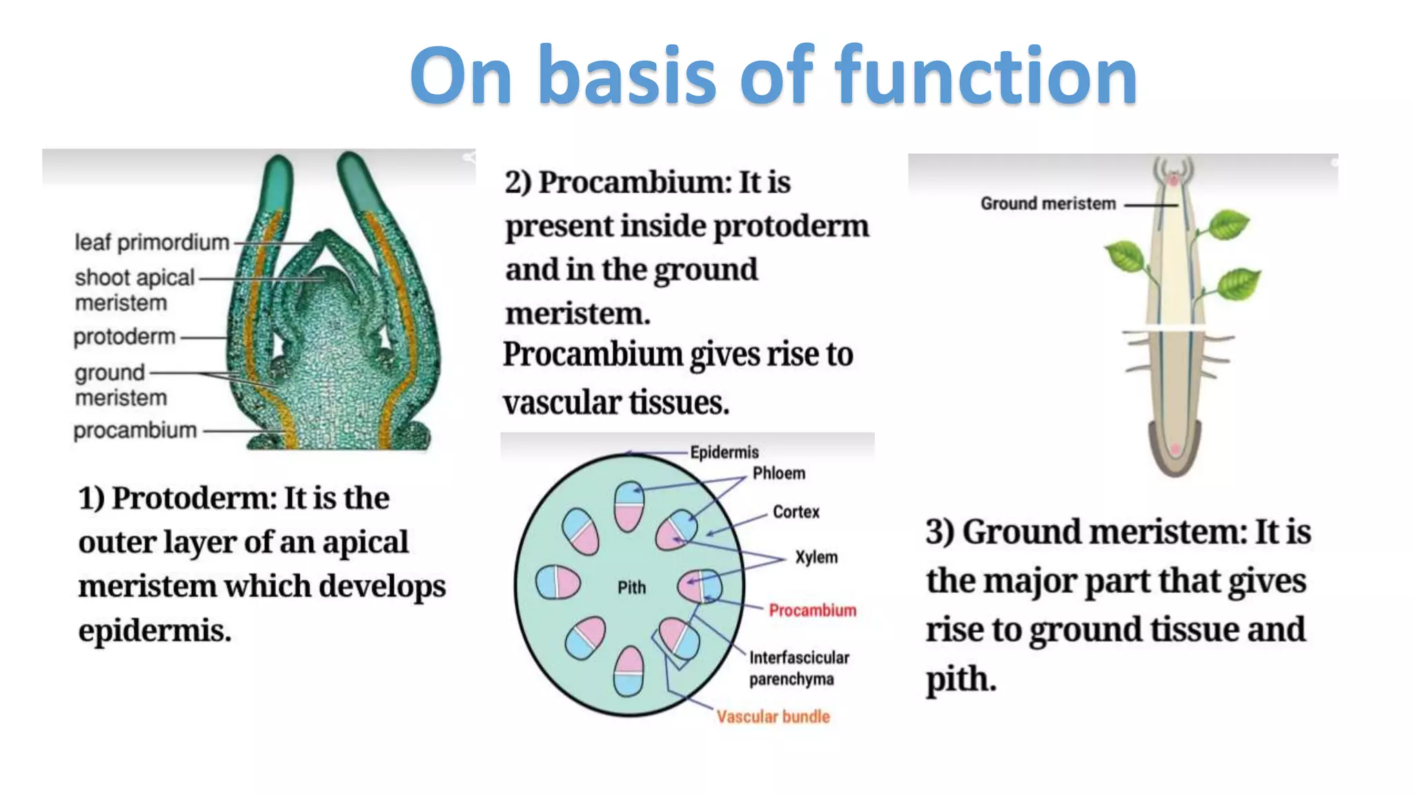 Plant biochemistry: plant tissues | PPTX