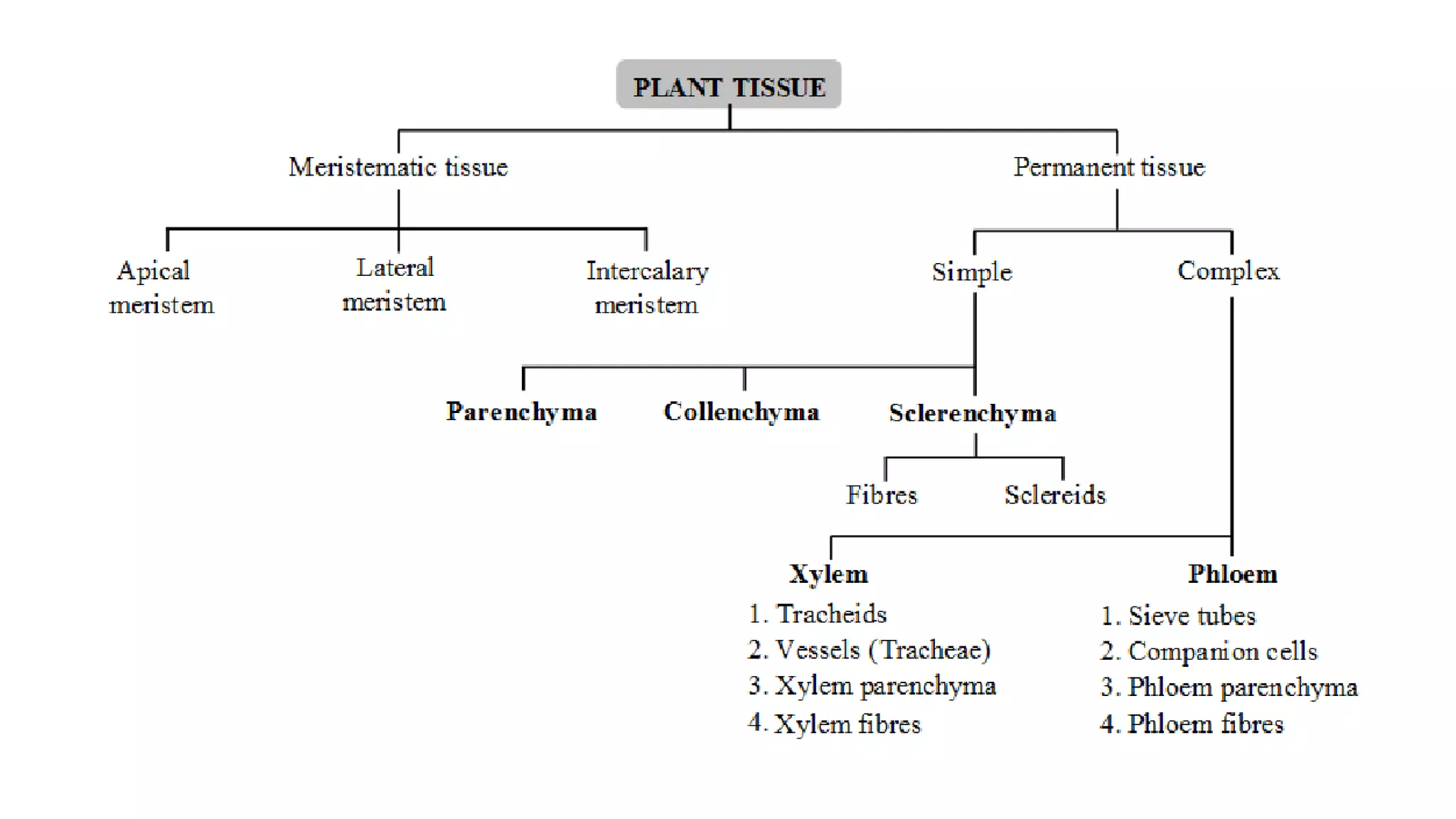 Plant biochemistry: plant tissues | PPTX