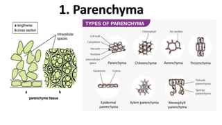 Plant biochemistry: plant tissues | PPTX