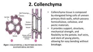 Plant biochemistry: plant tissues | PPTX