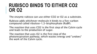 Photorespiration and its role in plants | PPTX | Chemistry | Science