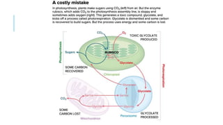 Photorespiration and its role in plants | PPTX