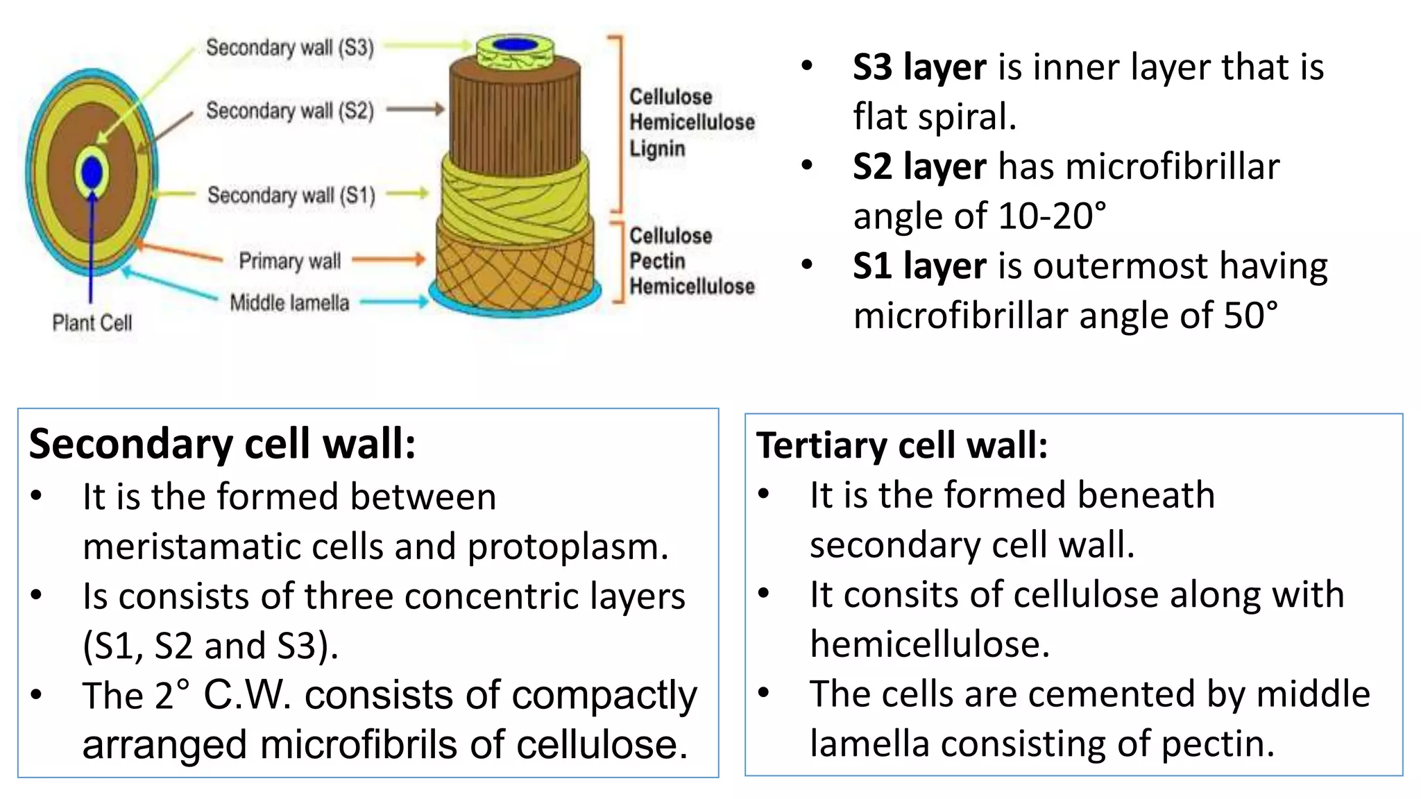 Plant biochemistry: cell wall, structure and composition | PPTX