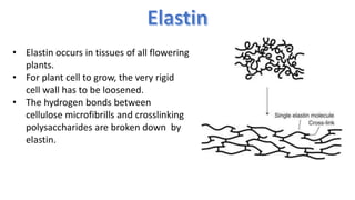 Plant biochemistry: cell wall, structure and composition | PPT