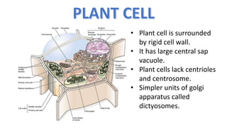 Plant biochemistry: cell wall, structure and composition | PPTX