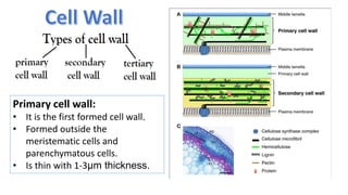 Plant biochemistry: cell wall, structure and composition | PPTX