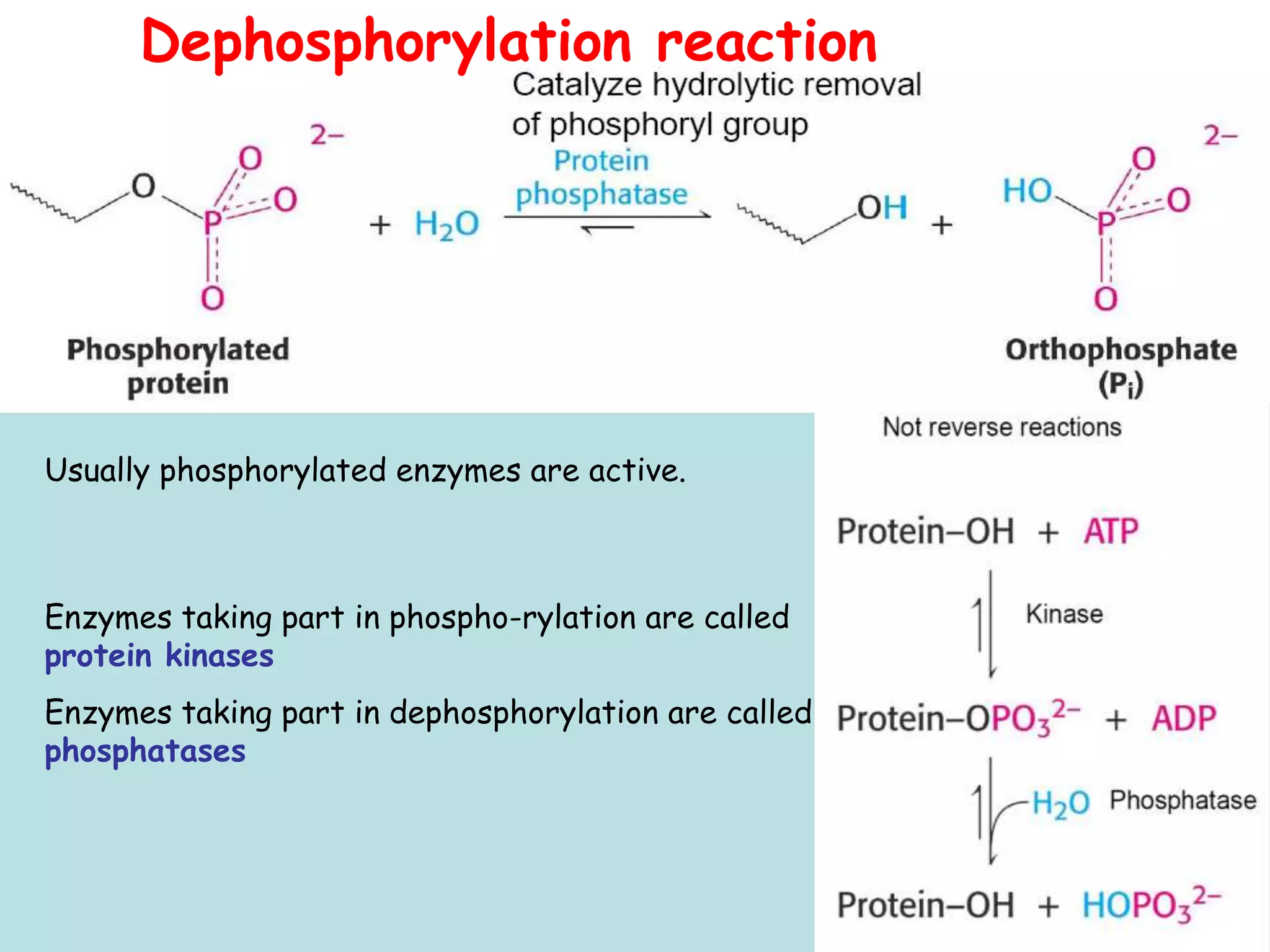 plantbiochemlecture5-enzymesb.ppt