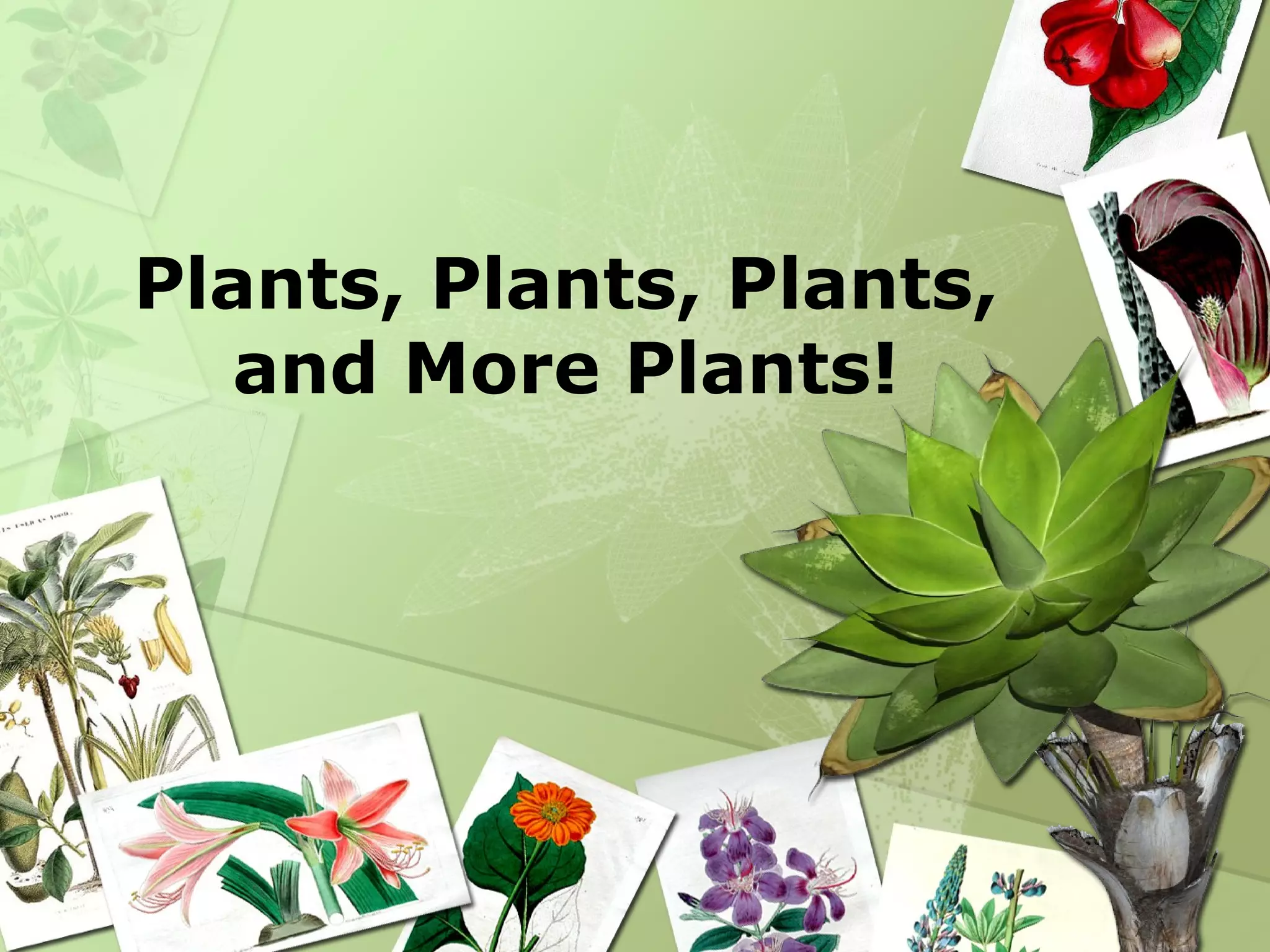 Plant biodiversity | PPT