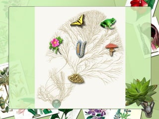 Plant biodiversity | PPT