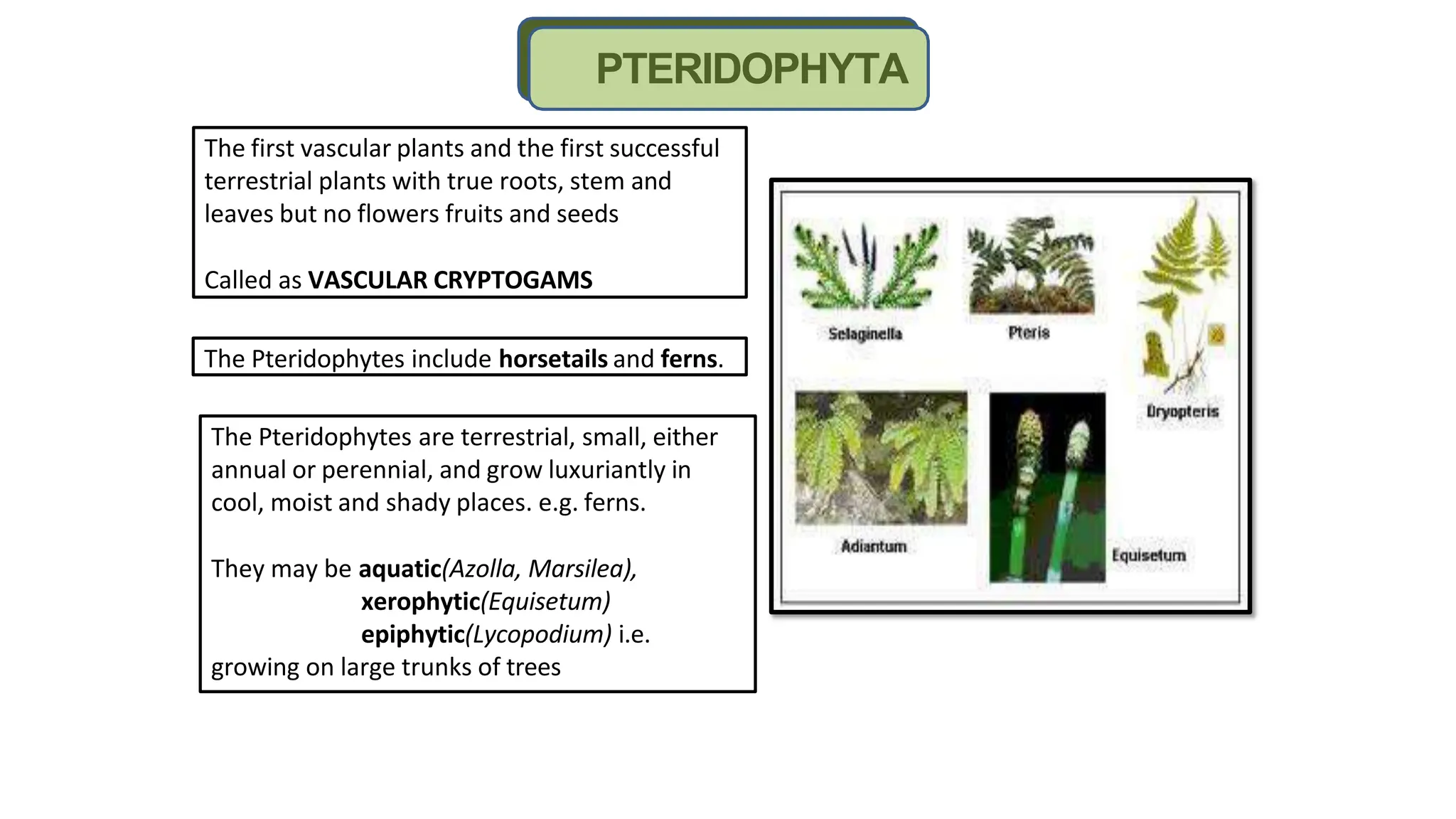 Plant Biodiversity classifications life cycles.pptx