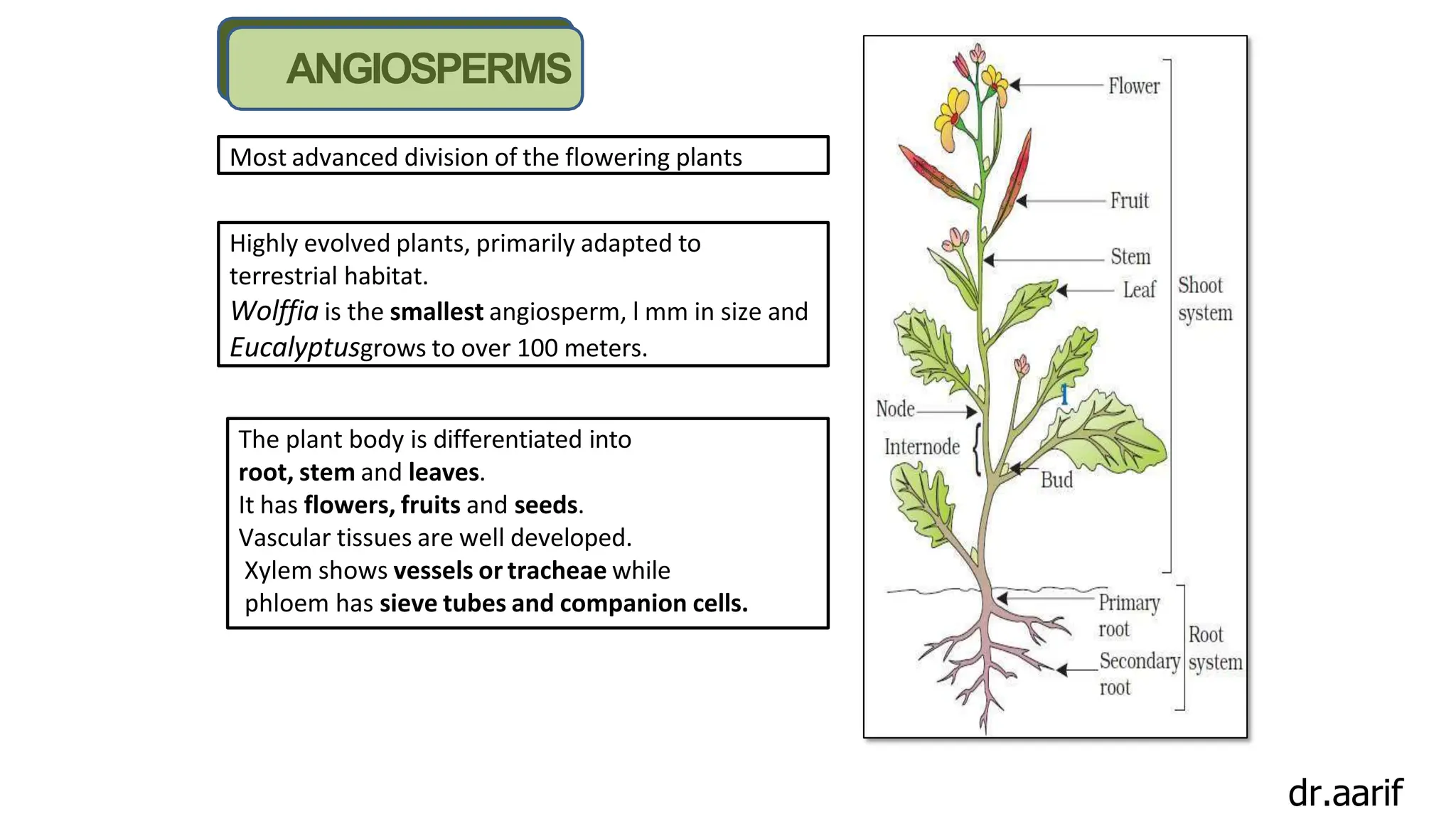 Plant Biodiversity classifications life cycles.pptx