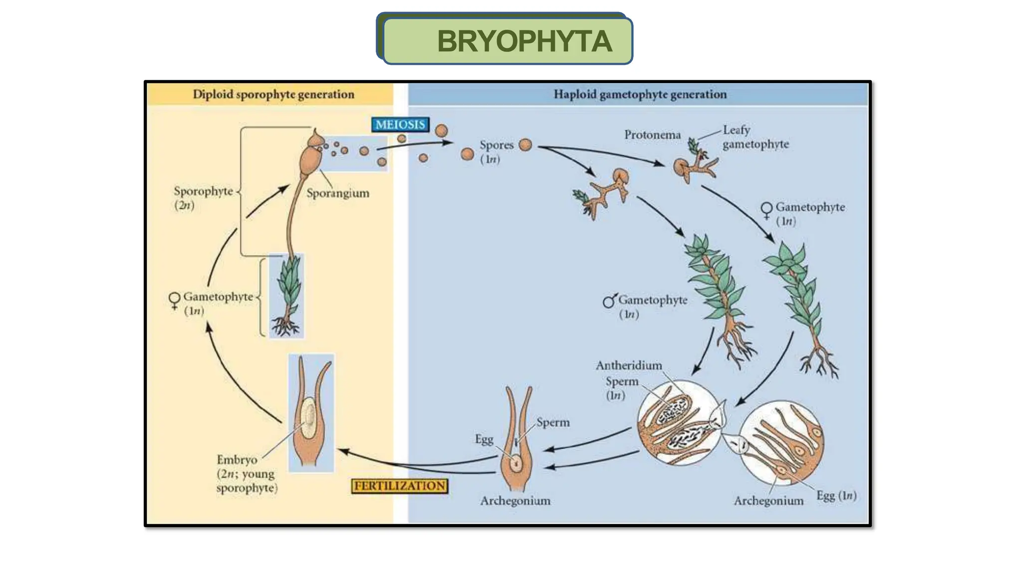 Plant Biodiversity classifications life cycles.pptx