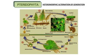 Plant Biodiversity classifications life cycles.pptx