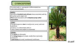 Plant Biodiversity classifications life cycles.pptx