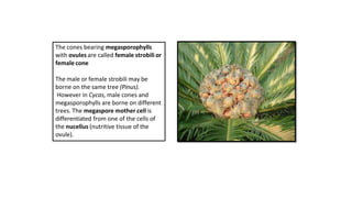 Plant Biodiversity classifications life cycles.pptx
