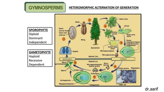 Plant Biodiversity classifications life cycles.pptx