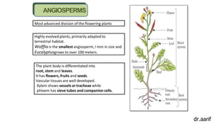 Plant Biodiversity classifications life cycles.pptx