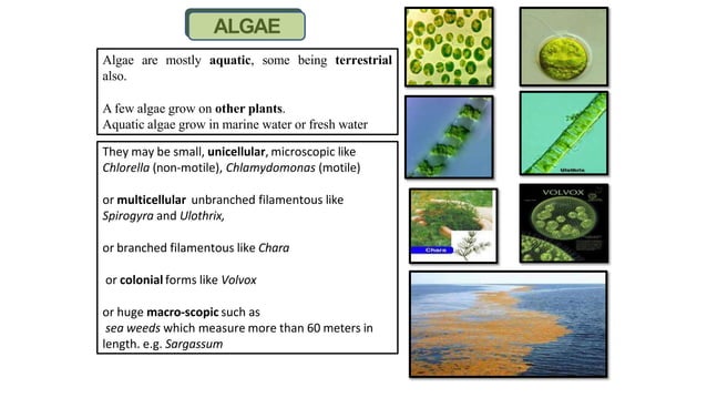 Plant Biodiversity classifications life cycles.pptx