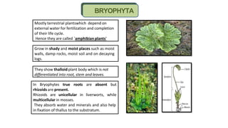 Plant Biodiversity classifications life cycles.pptx