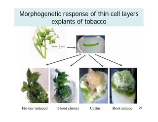 PlantBioII-PLANT TISSUE CULTURE.pdf