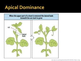 Plantbiology growth-120601013029-phpapp01 | PPS