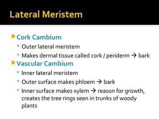 Plantbiology growth-120601013029-phpapp01 | PPS
