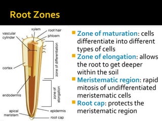 Plantbiology growth-120601013029-phpapp01 | PPT