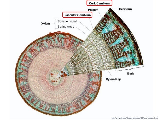 Plantbiology growth-120601013029-phpapp01