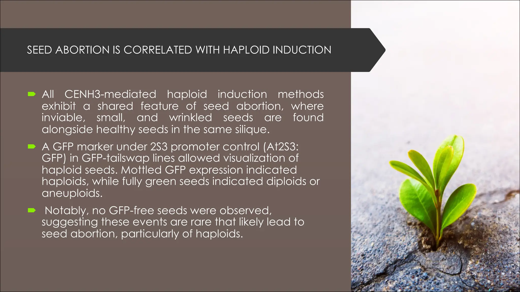 CenH3: in haploid induction technology | PDF