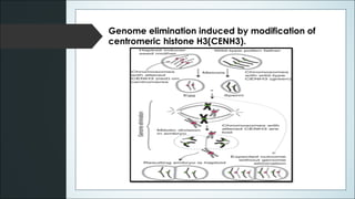 CenH3: in haploid induction technology | PDF